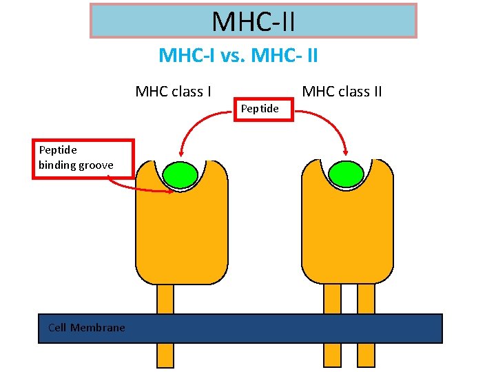 Major Histocompatibility Complex MHC Dr Eman Albataineh Associate
