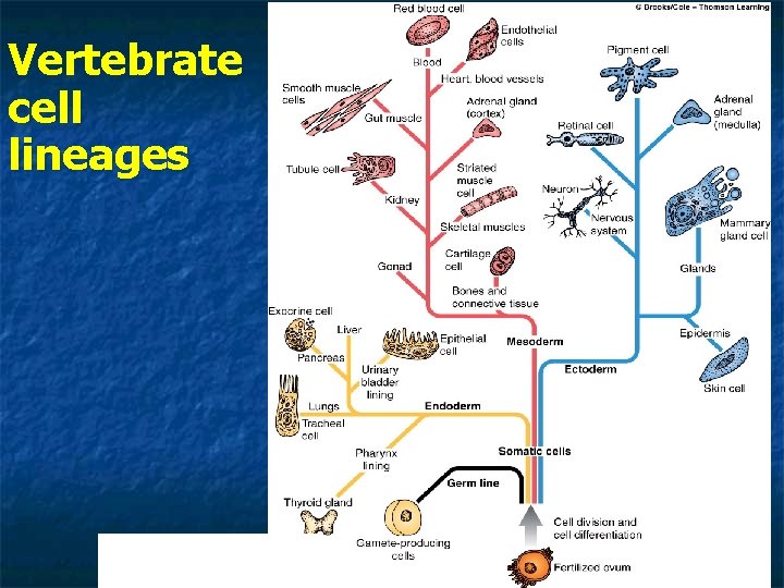 The Genetic Basis of Development Ms Day AP
