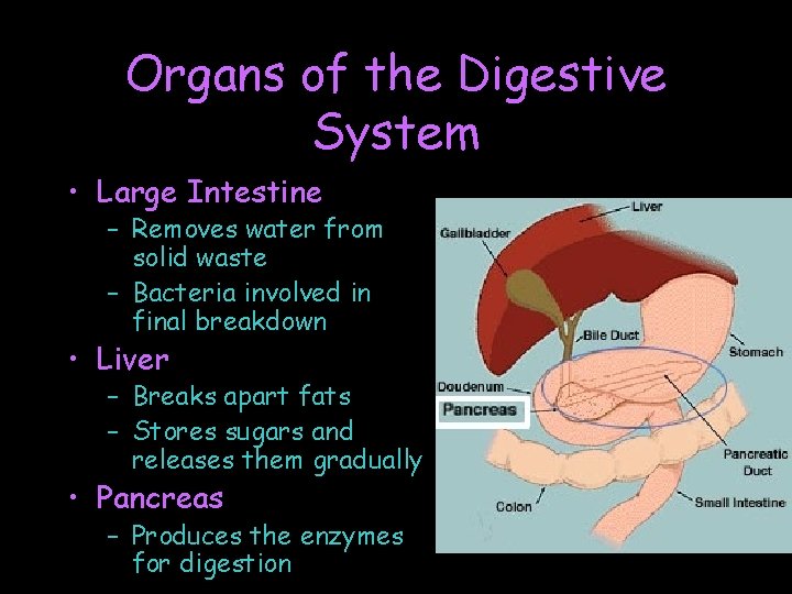 Digestive System Chapter 38 Function Breaks down food