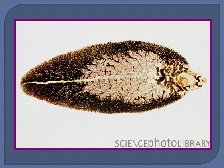Leaving Certificate Agricultural Science Animal Classification Learning ...