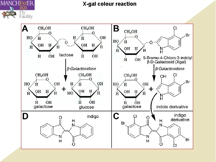 The University of Manchester BIOL 2033220972 GENETICS Dev