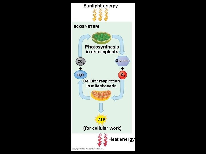Energy Flow and Matter Cycling Carbon Sunlight energy