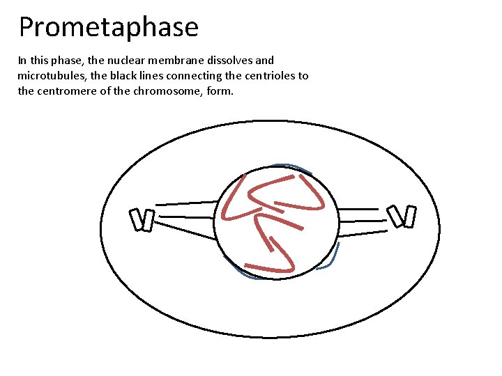 Mitosis Animation By Senna Catenacci Interphase The cell