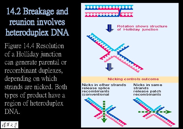 Chapter 14 Recombination and repair 14 1 Introduction