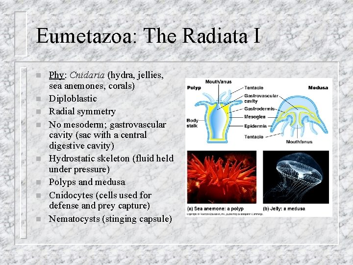 Invertebrates n Chapter 33 Invertebrates Parazoa n n