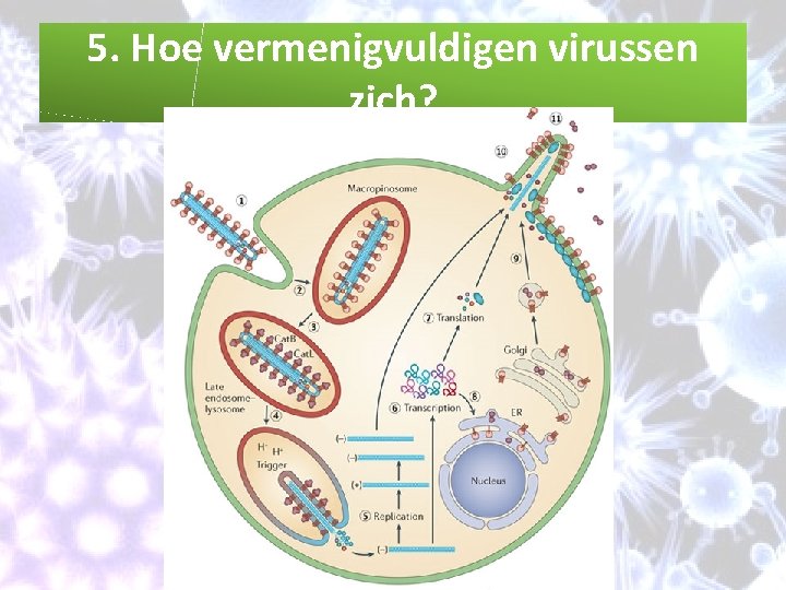 1 Bouw van virussen 1 Bouw van virussen