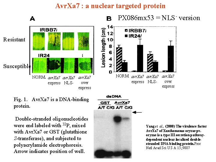 Recent advances in understanding gene for gene interactions