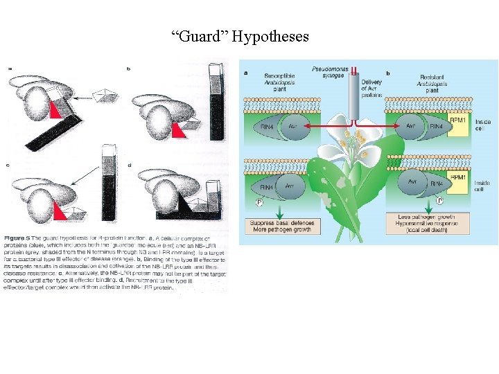 Recent advances in understanding gene for gene interactions