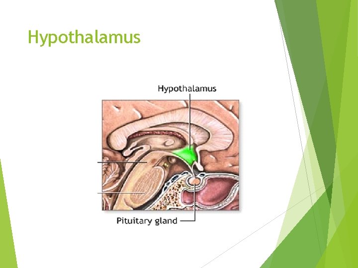 The Endocrine System Structures Functions The Endocrine System
