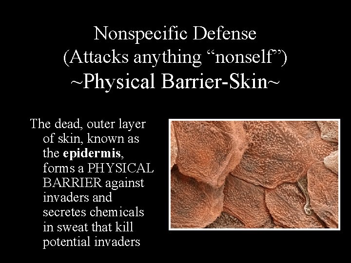 What is the Job of the Immune System