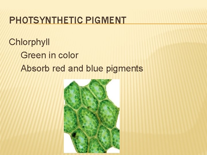 PLANT MAINTENANCE ADAPTATIONS Definition The structures and behavior