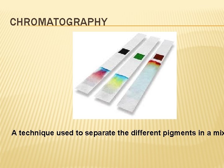 PLANT MAINTENANCE ADAPTATIONS Definition The structures and behavior