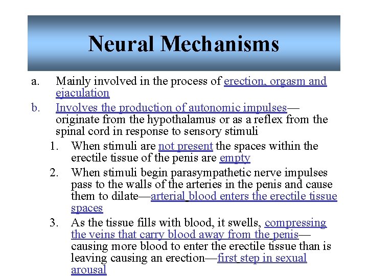 Physiology of Male Reproduction Chapter 22 Male Reproduction