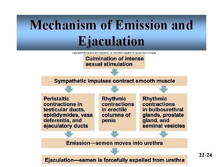 Physiology of Male Reproduction Chapter 22 Male Reproduction