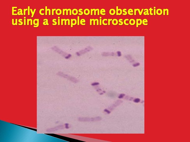 Cytogenetics The study of chromosome number chromosome structure