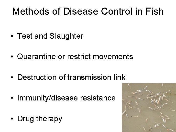 Disease Treatment Methods of Disease Control in Fish
