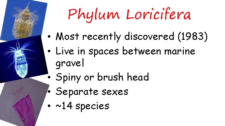 Aschelminthes Roundworms Not the Phylum name 7 Phyla