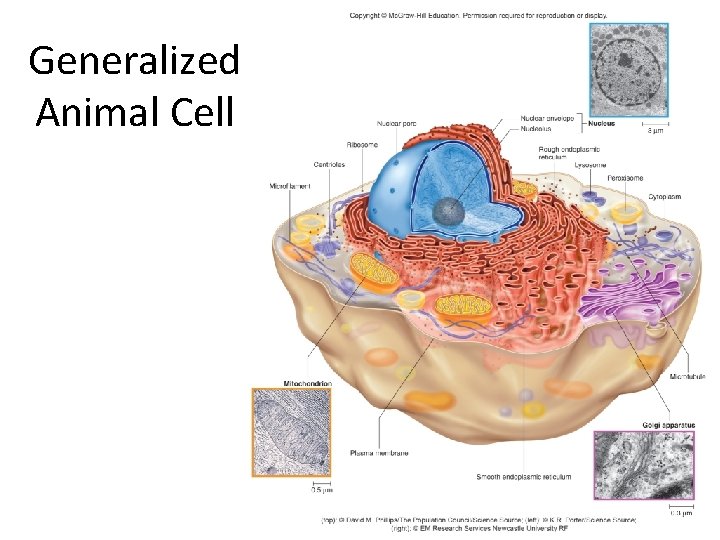 Chapter 2 Cells Learning Outcomes Explain why it