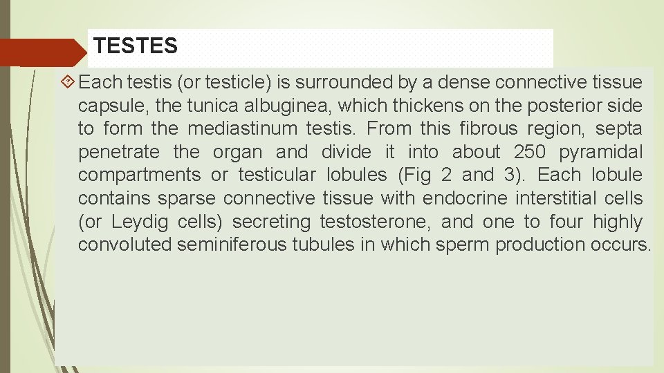 Histology of the reproductive organs ZLY 307 Olalere