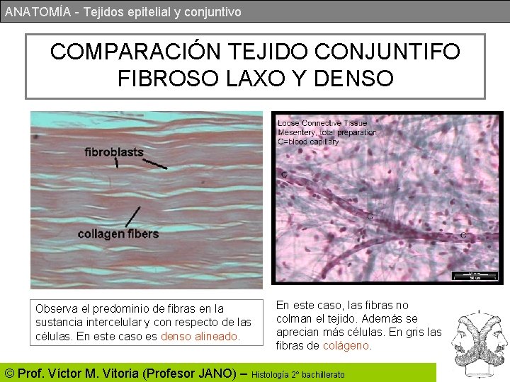 Anatoma Tejidos Epitelial Y Conjuntivo Lminas De Apoyo