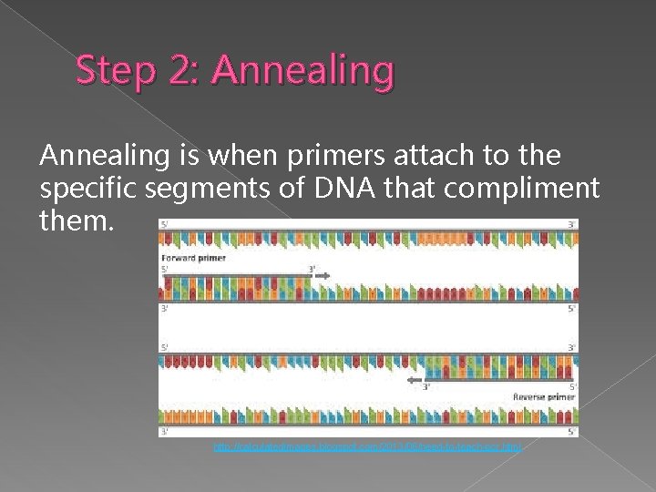 Polymerase Chain Reaction By Savana Canary and Kathryn