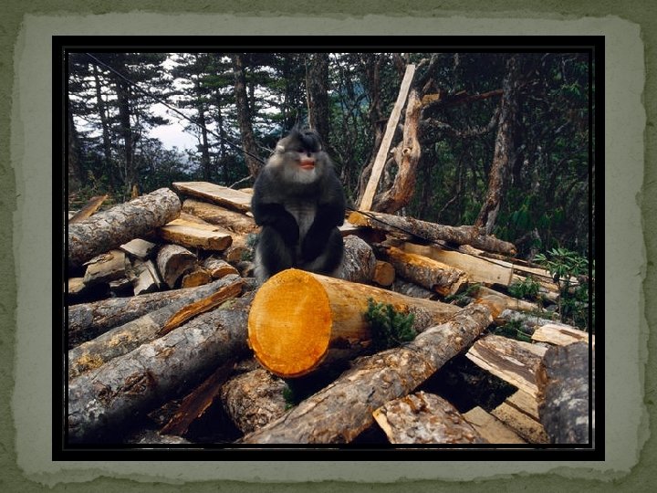 Xi Zhinong By Alex Gregoriou Who Zhinong is