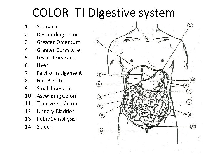 Digestive system Joke of the Day Digestive system