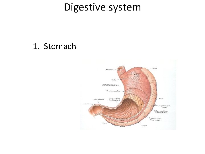 Digestive system Joke of the Day Digestive system