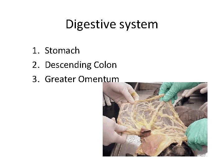 Digestive system Joke of the Day Digestive system