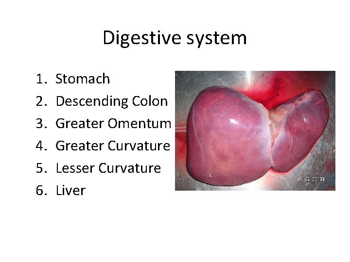 Digestive system Joke of the Day Digestive system