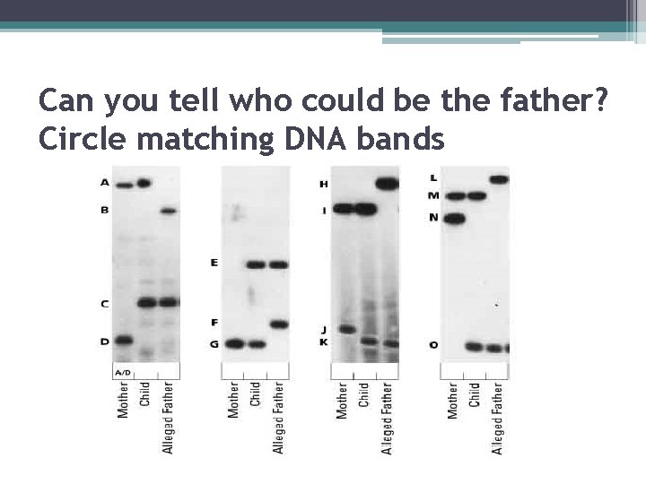 DNA Technology Chapter 13 Lab Biology Genetically Modified