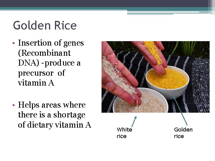 DNA Technology Chapter 13 Lab Biology Genetically Modified