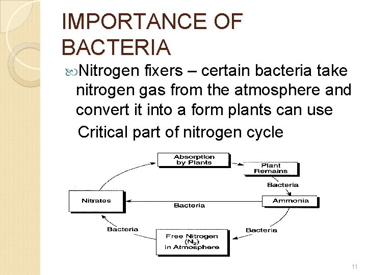 UNIT 4 BACTERIA VIRUSES THE IMMUNE SYSTEM 1
