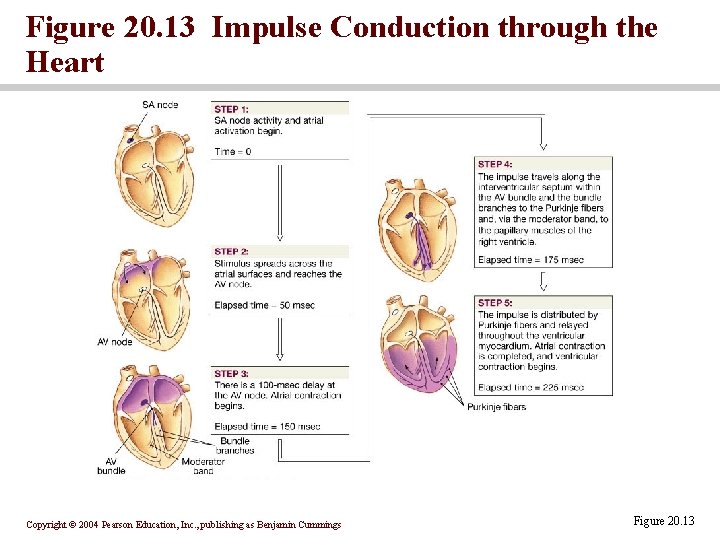 Ch 20 The Heart Describe the organization of