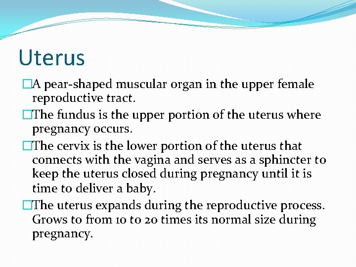 The Female Reproductive System Uterus A pearshaped muscular