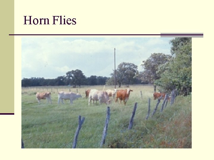 Controlling Horn Flies Lice Grubs and Ticks on