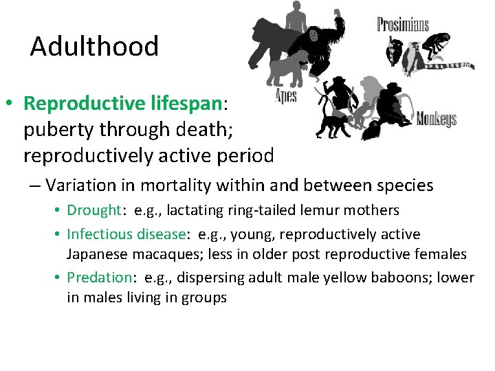 Life Stages Juvenile to Adulthood Juvenile Juvenile phase