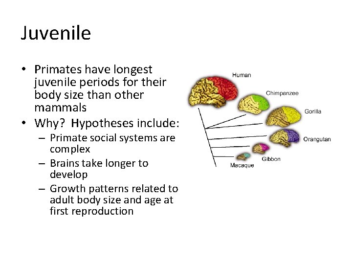 Life Stages Juvenile to Adulthood Juvenile Juvenile phase