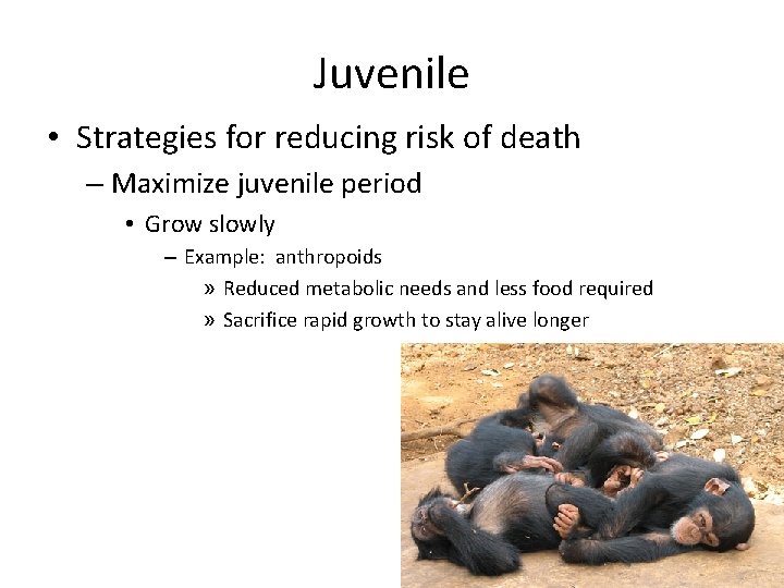Life Stages Juvenile to Adulthood Juvenile Juvenile phase