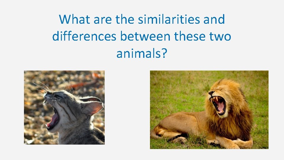 What are the similarities and differences between these