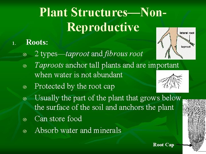 KINGDOM PLANTAE Tissues Structures Classification and Tropisms Plant