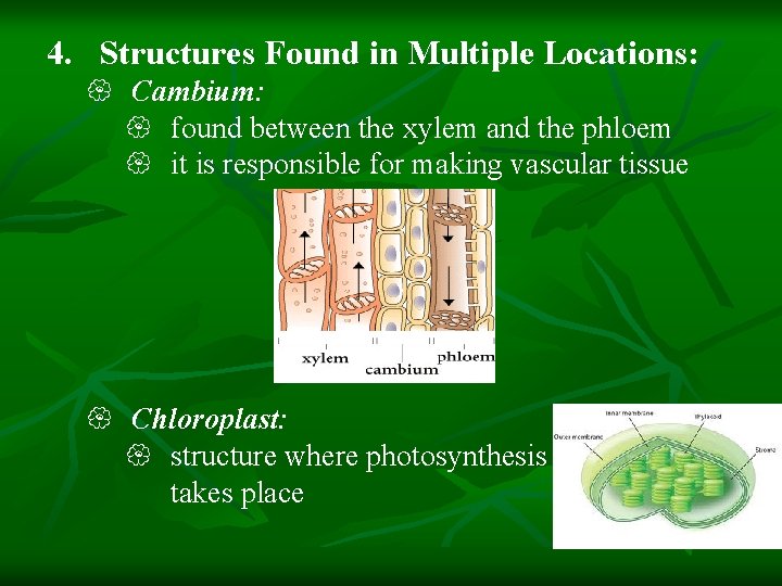 KINGDOM PLANTAE Tissues Structures Classification and Tropisms Plant