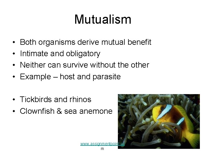 Relationships in Nature Symbiosis www assignmentpoint com Symbiosis