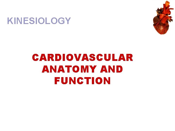 KINESIOLOGY CARDIOVASCULAR ANATOMY AND FUNCTION Major Cardiovascular ...