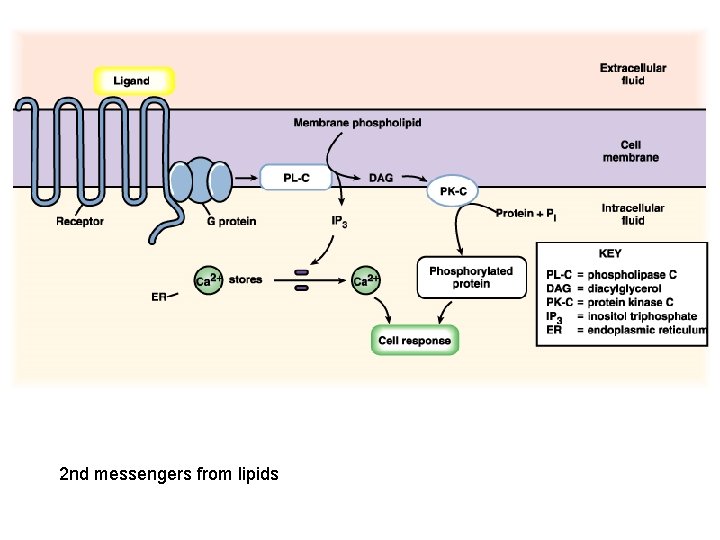 Todays lecture More about G proteins Second messengers