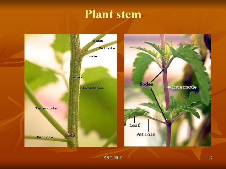PLANT STRUCTURE KRT2010 1 The Typical Plant Body