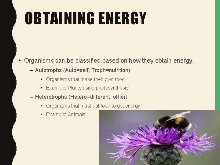 PHOTOSYNTHESIS AND CELLULAR RESPIRATION OBTAINING ENERGY Organisms can
