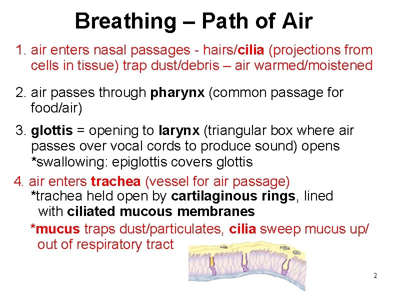Respiratory System Anatomy Breathing air movement in nasal