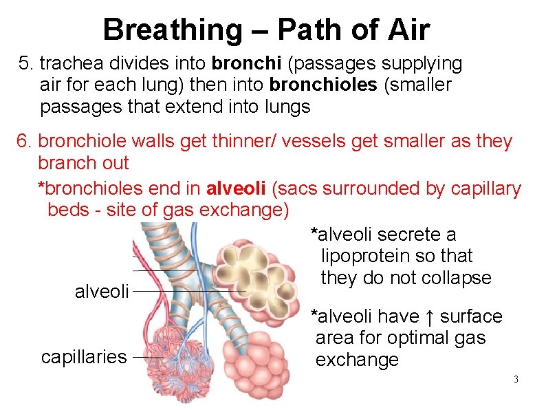 Respiratory System Anatomy Breathing air movement in nasal