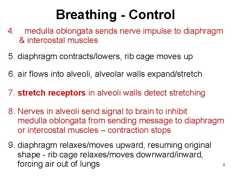 Respiratory System Anatomy Breathing air movement in nasal